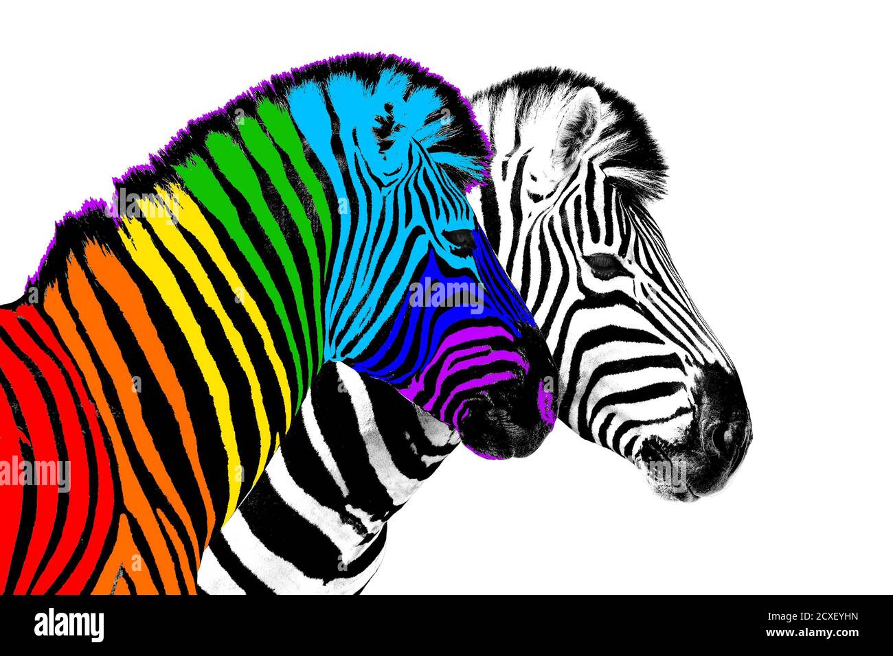 Usual & rainbow color zebra black background isolated, individuality ...