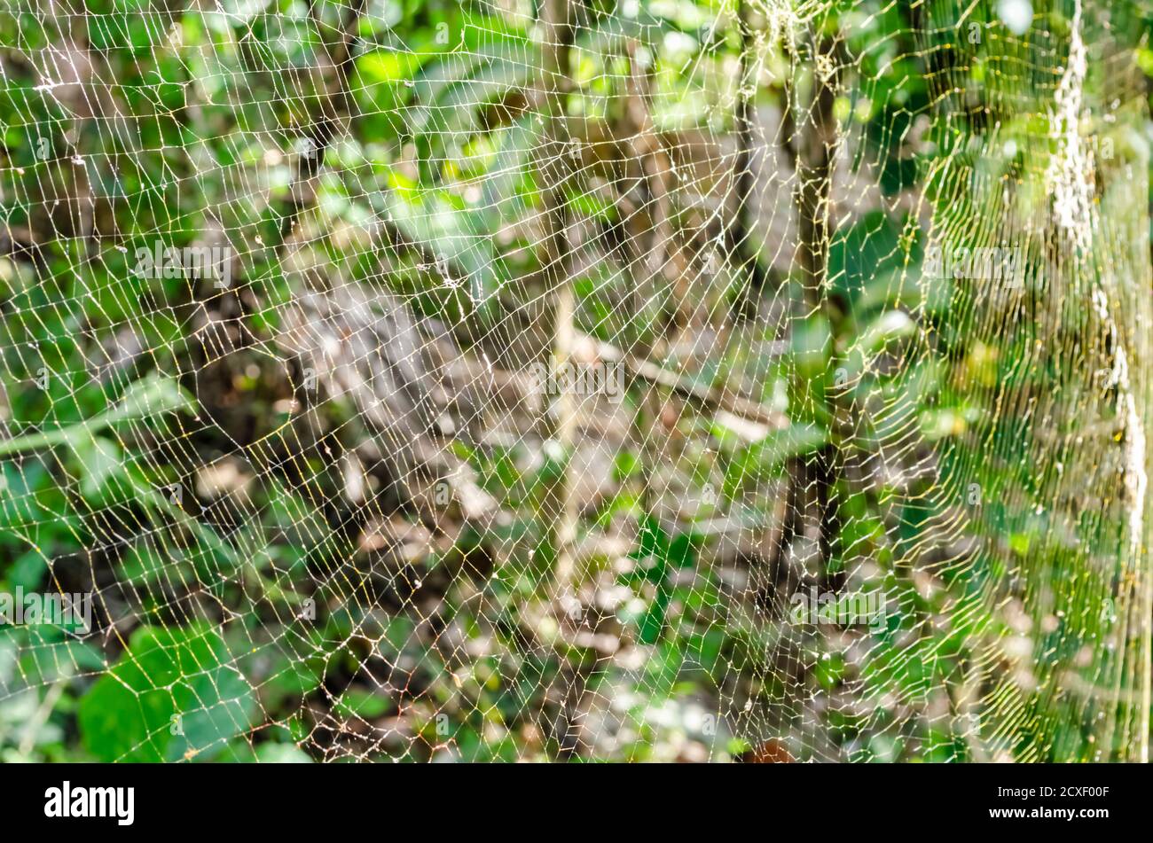 Lacy textures hi-res stock photography and images - Alamy