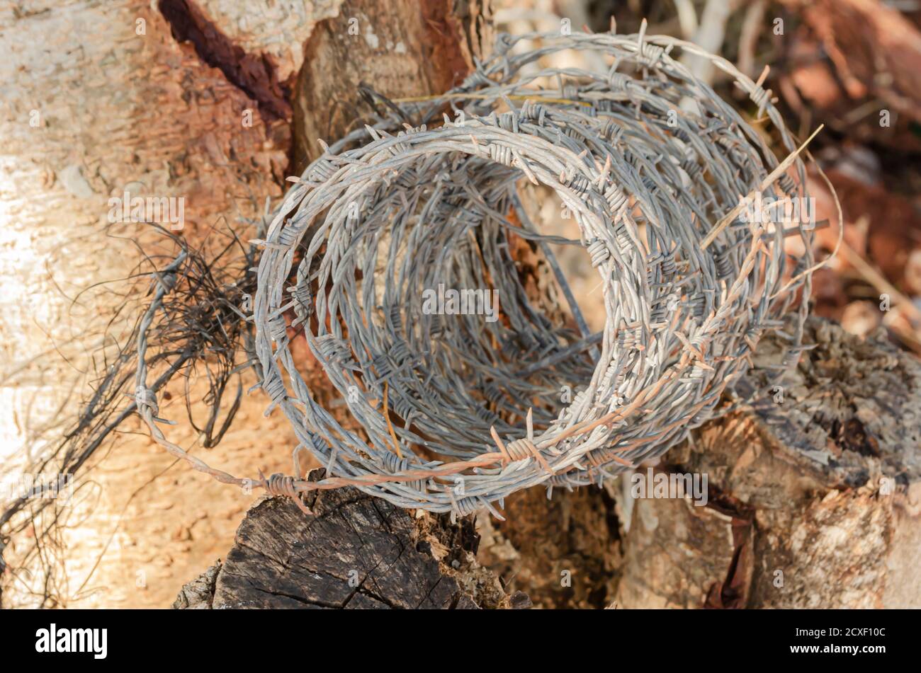 Barbed Wire And Tree High Resolution Stock Photography and Images - Alamy