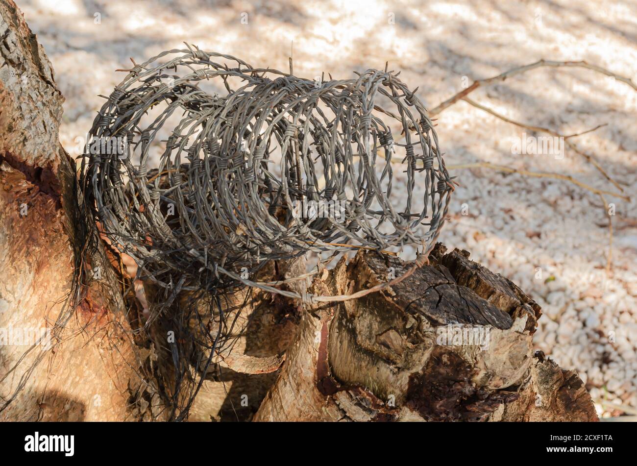 Coiled Barbed Wire Stock Photo - Alamy