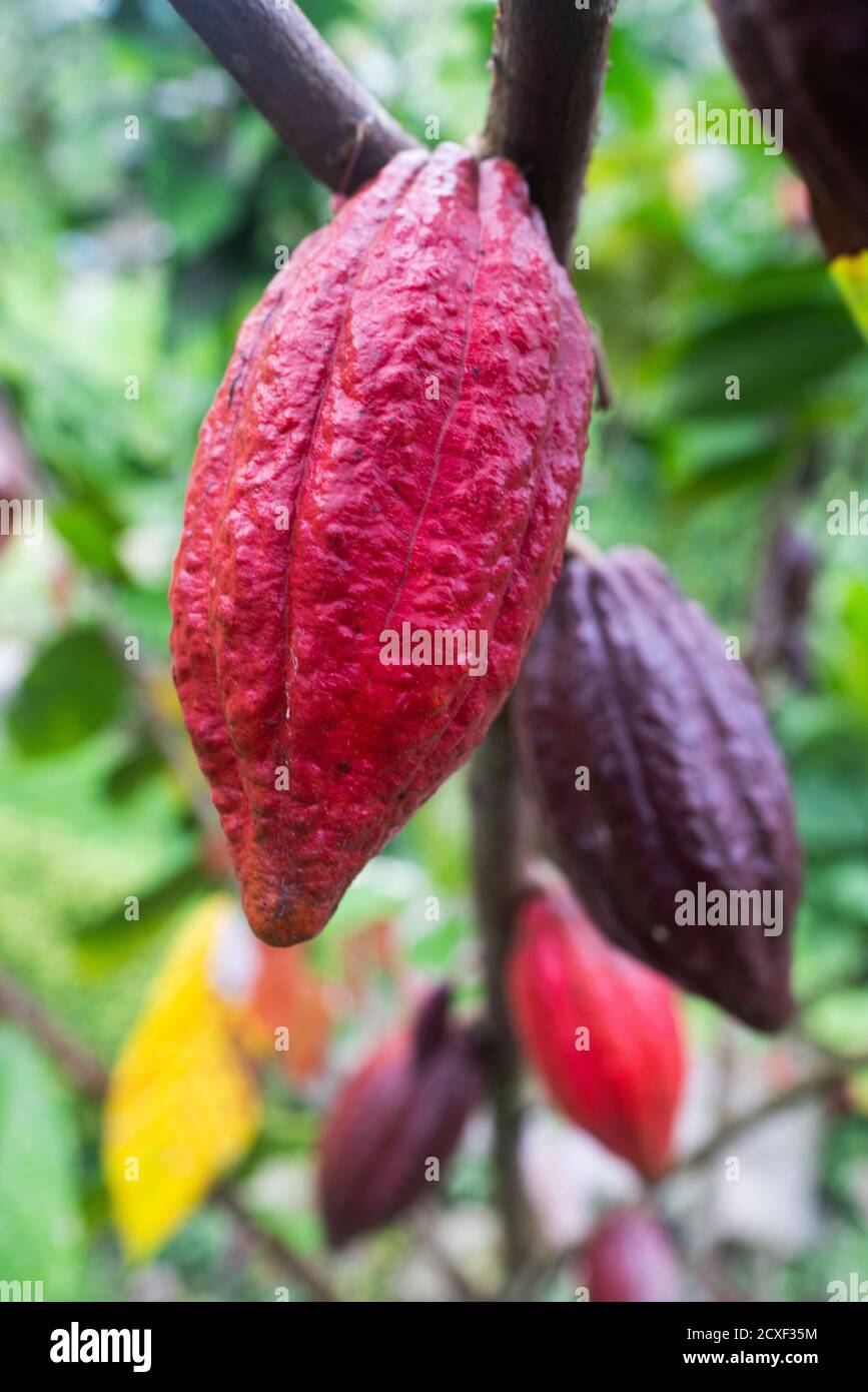 Farming cocoa malaysia hi-res stock photography and images - Alamy
