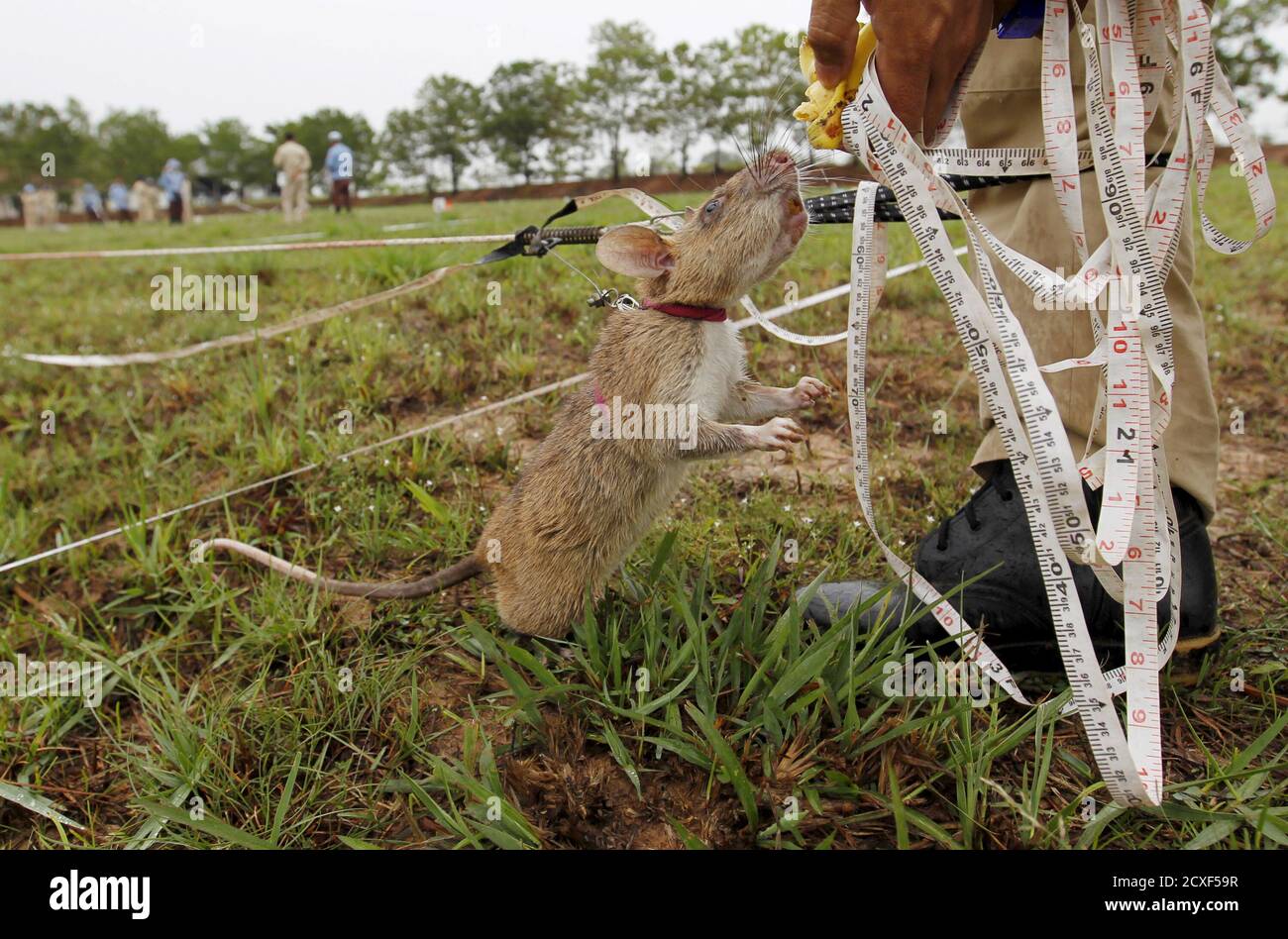 Siem reap rats hi-res stock photography and images - Alamy