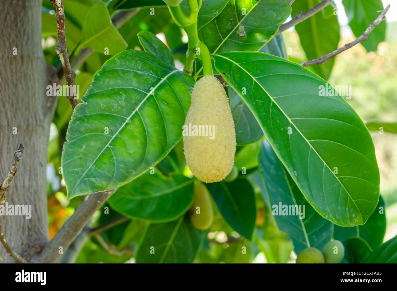 Sprayed Jackfruit Tree Leaf And Young Fruit Stock Photo - Alamy