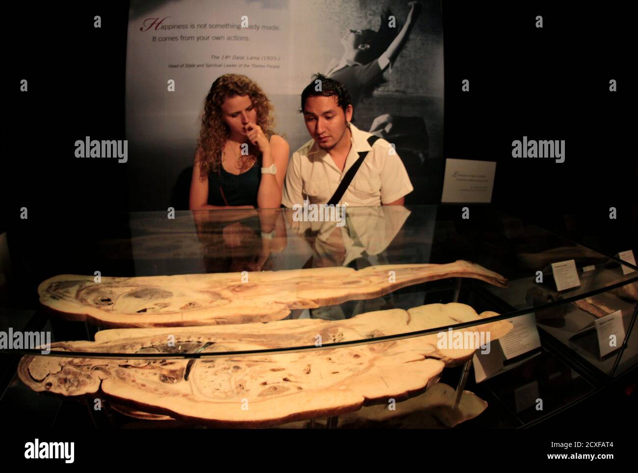 Plastinated man hi-res stock photography and images - Alamy