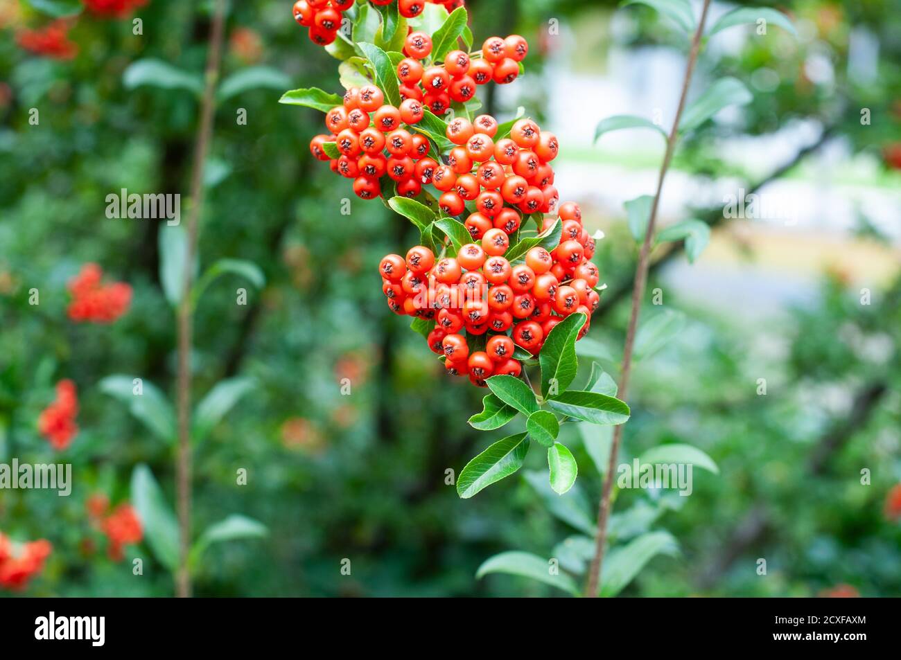close-up of the twig of a pyracantha or firethorn shrub with a cluster ...
