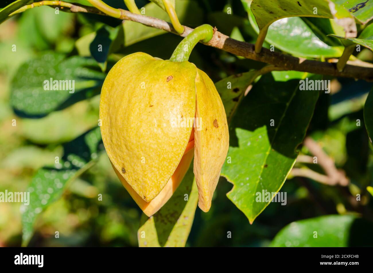 Mountain Soursop Blossom Stock Photo - Alamy