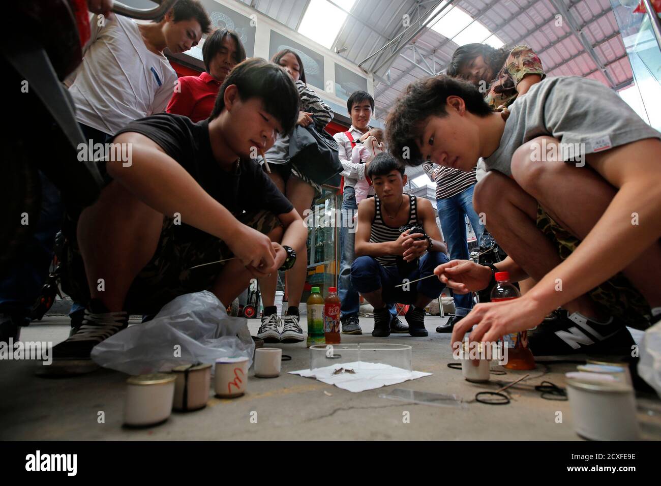 Cricket fighting china hi-res stock photography and images - Alamy