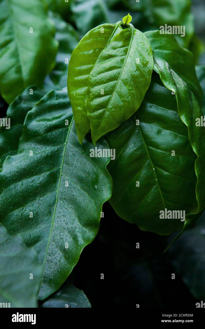Close up agriculture hi-res stock photography and images - Alamy
