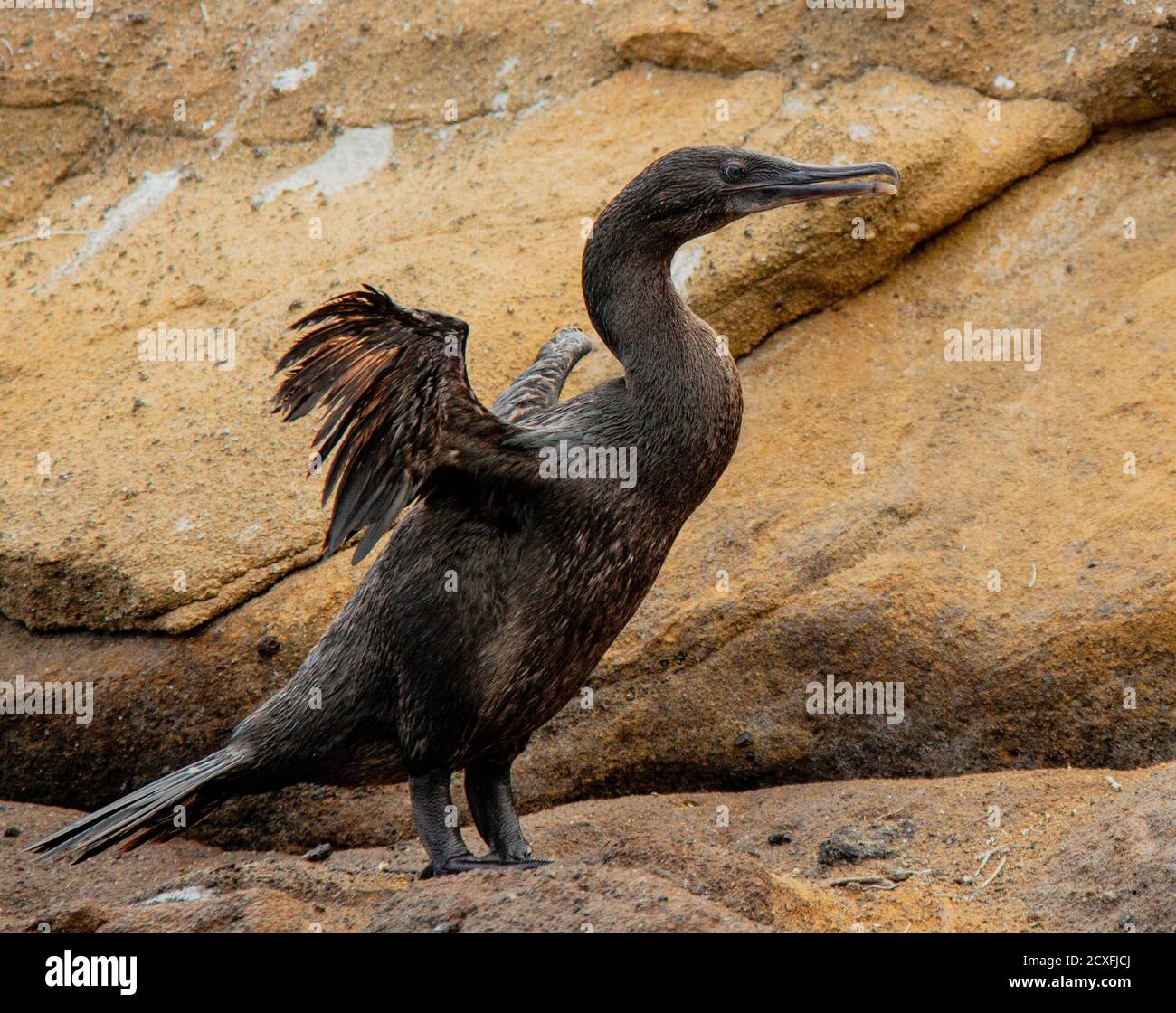 Vestigial Wings High Resolution Stock Photography and Images - Alamy