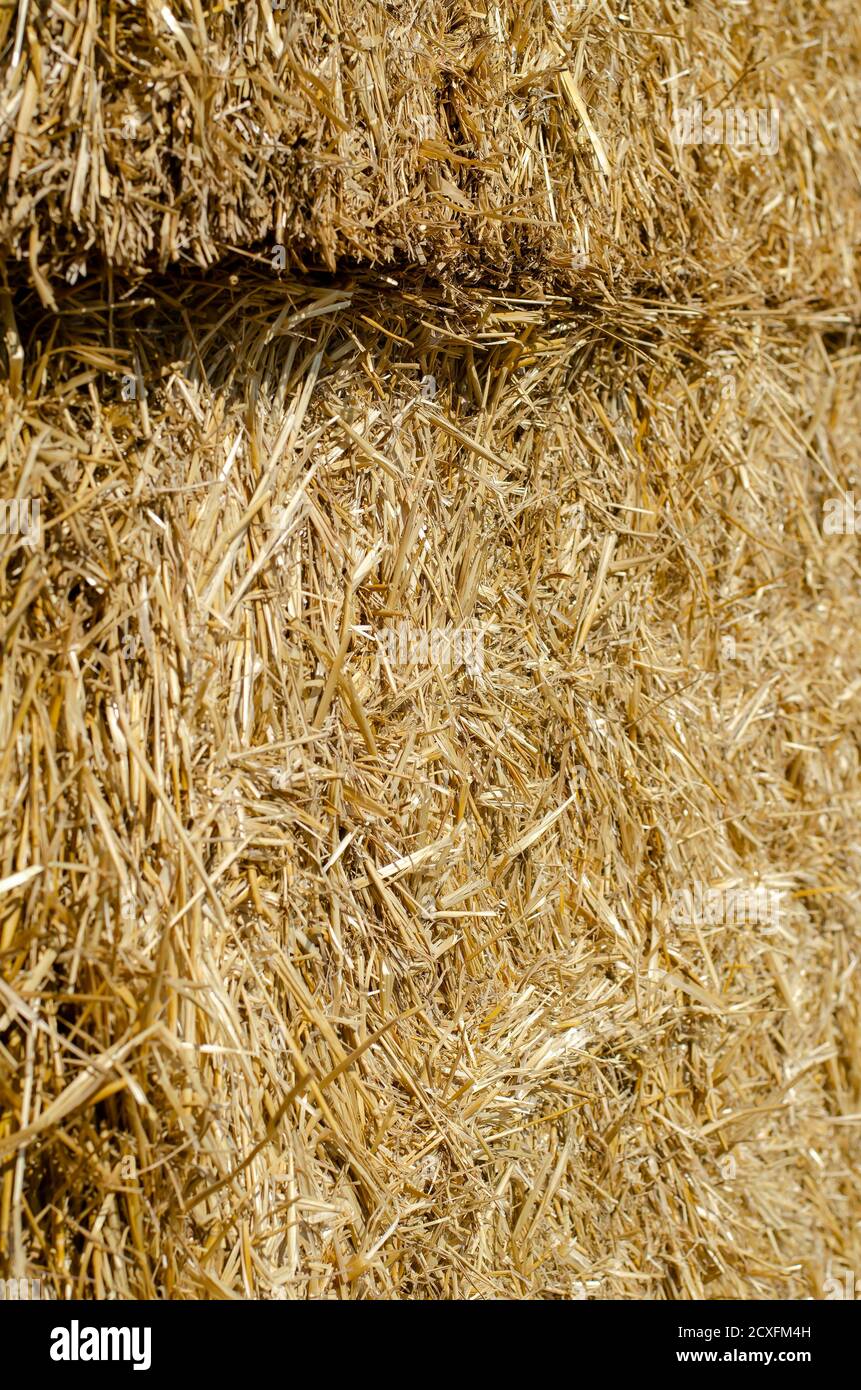 Texture of dry straw in rectangular bales. Close-up of rectangular ...