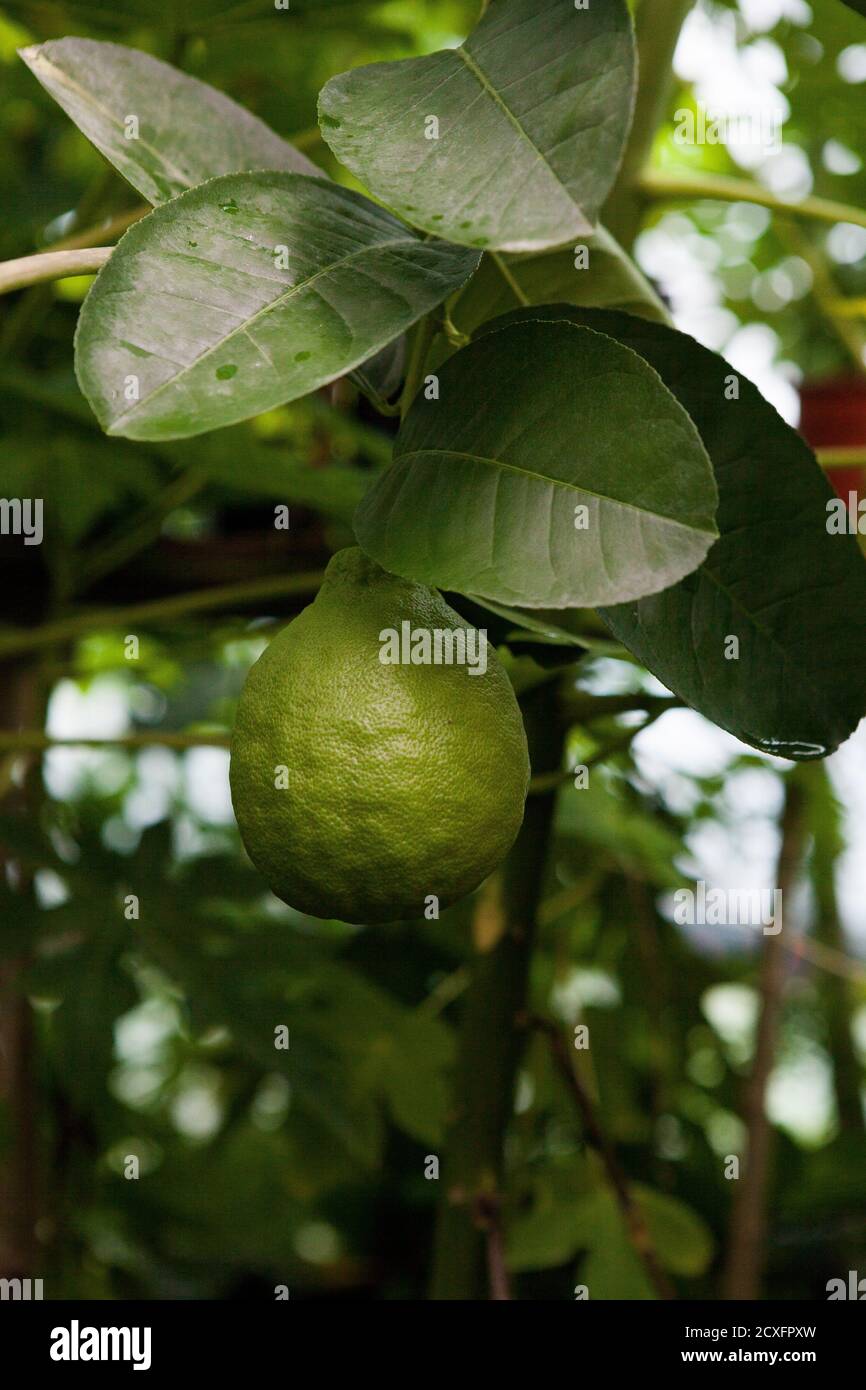 Lemon tree in greenhouse, unripe big green lemons fruit, close-up ...