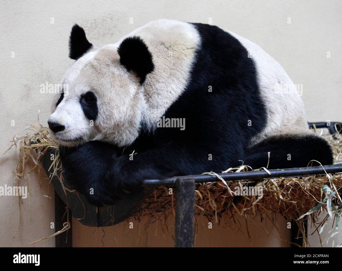 Giant pandas mate hi-res stock photography and images - Alamy