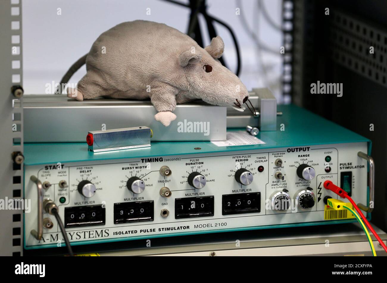 Human brain project hi-res stock photography and images - Alamy