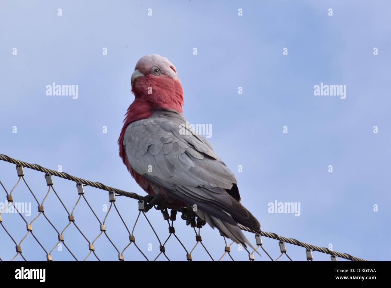 Galah australia hi-res stock photography and images - Alamy