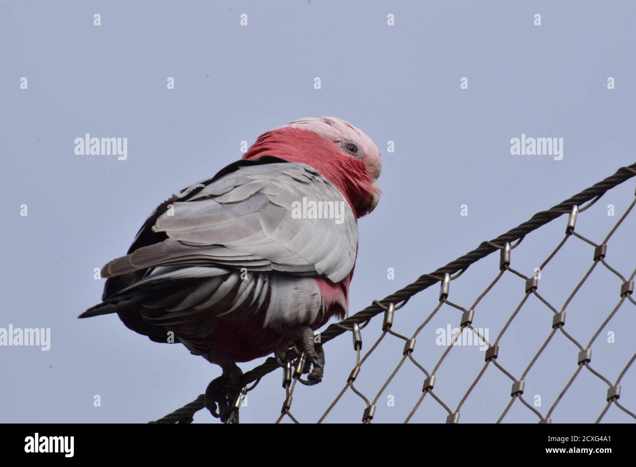 Galah australia hi-res stock photography and images - Alamy