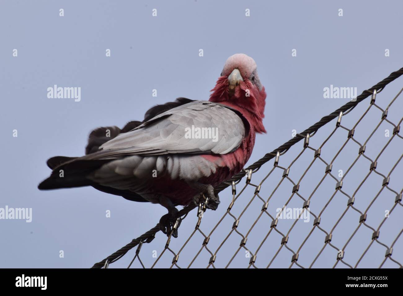Galah australia hi-res stock photography and images - Alamy
