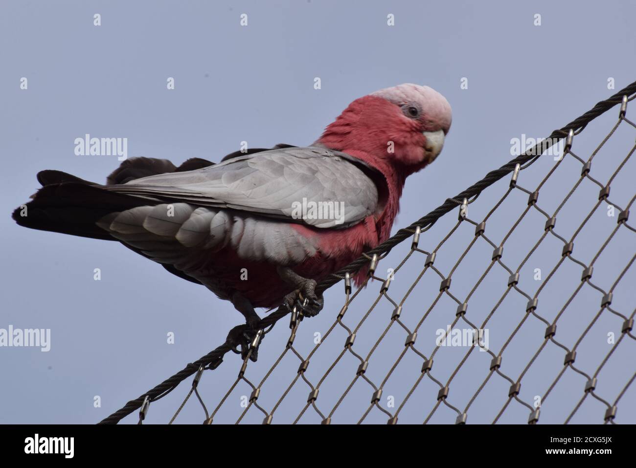 Galah australia hi-res stock photography and images - Alamy