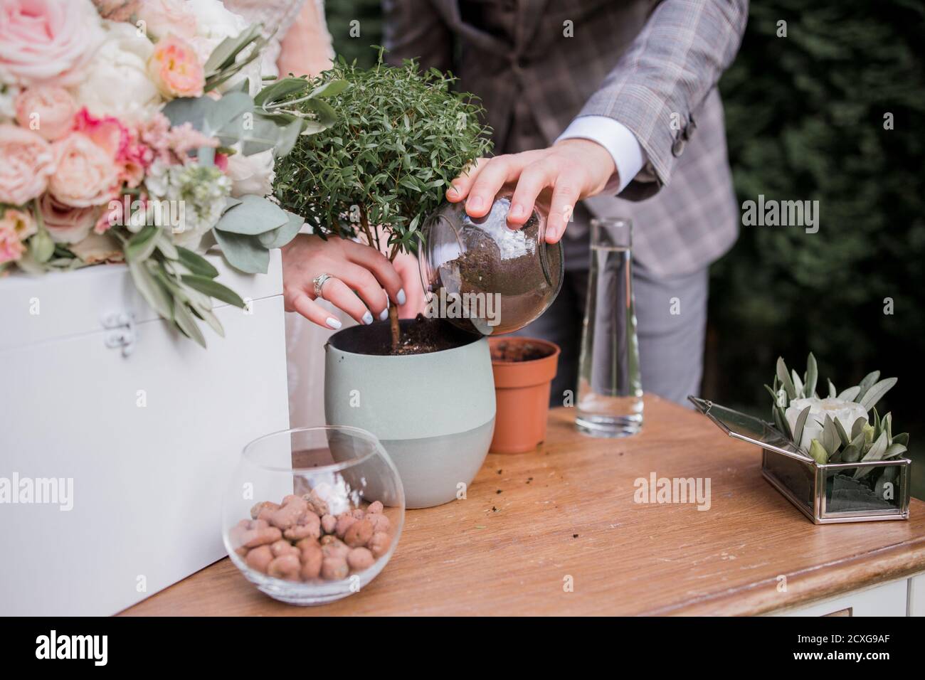 the groom and the bride plant a tree at ceremony Stock Photo - Alamy