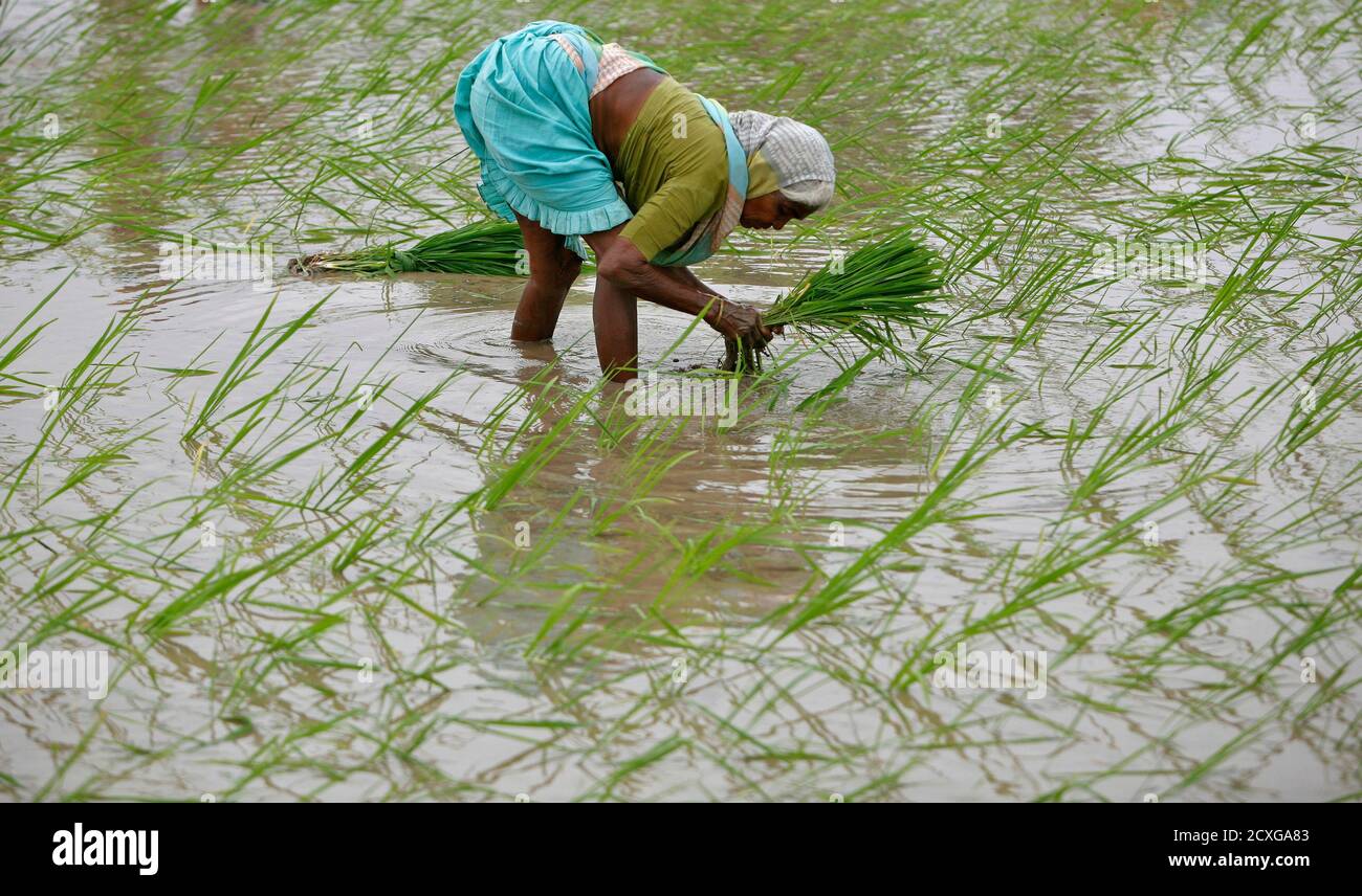 Indian rice agriculture hi-res stock photography and images - Alamy