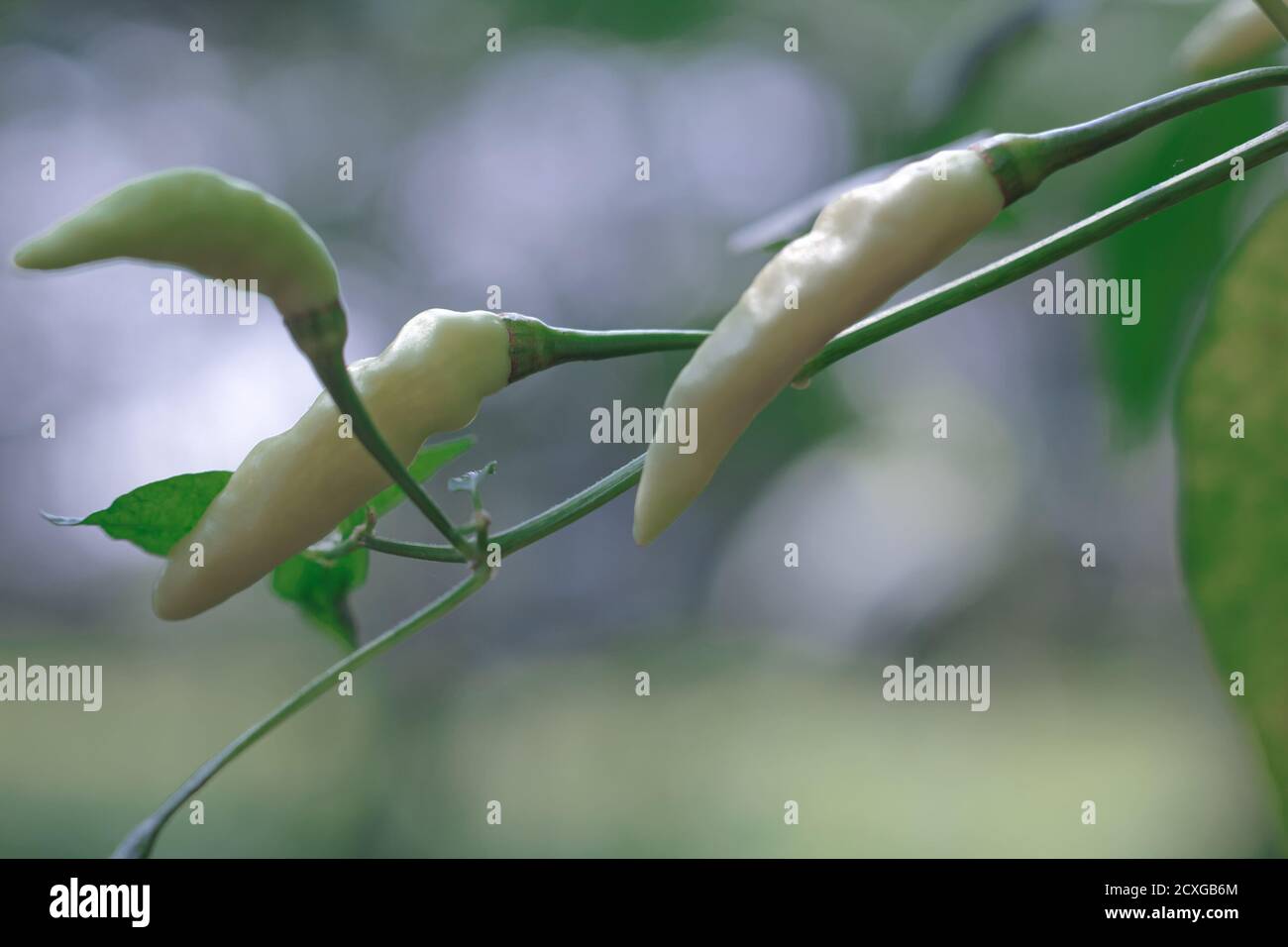 chili tree in the garden Stock Photo - Alamy
