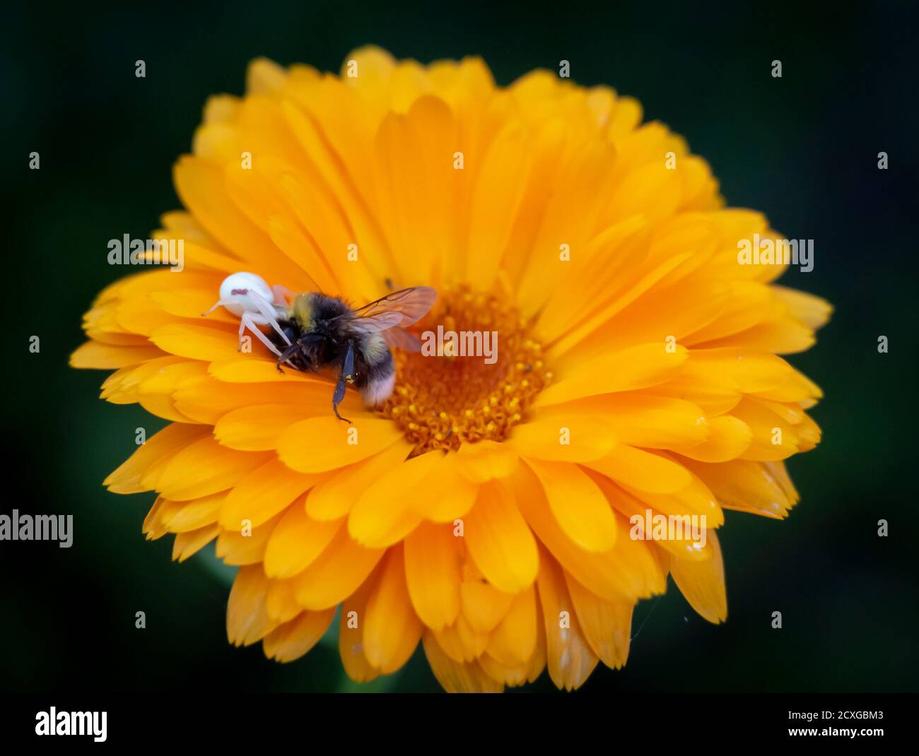 Very busy spider hi-res stock photography and images - Alamy