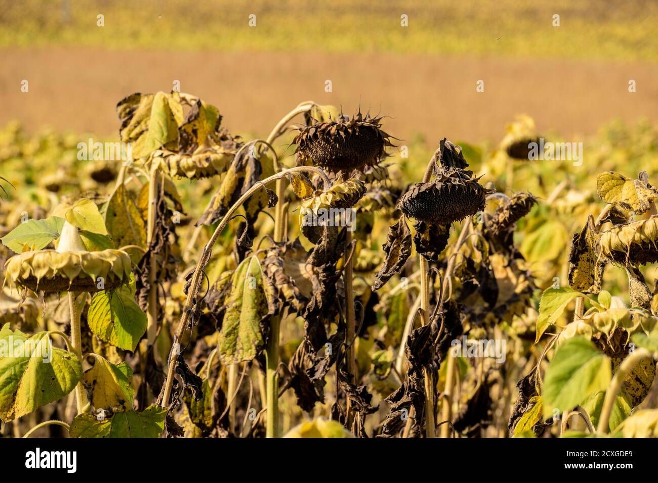 Field of ripe sunflowers hi-res stock photography and images - Alamy