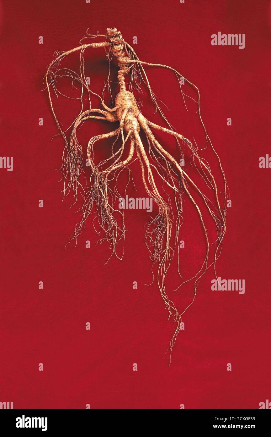 Dry ginseng roots on hi-res stock photography and images - Alamy