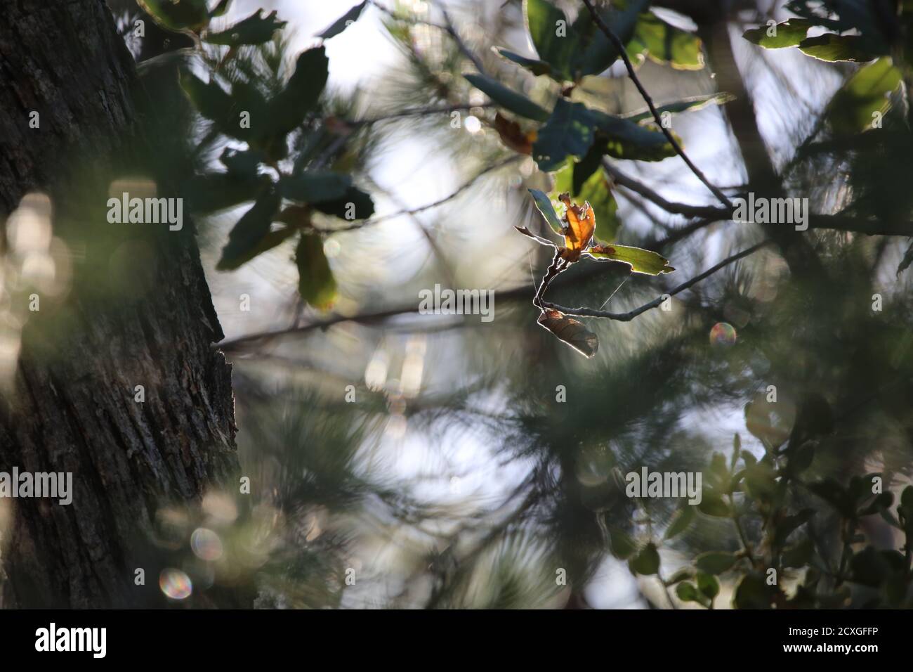 Scrub oak acorns hi-res stock photography and images - Alamy