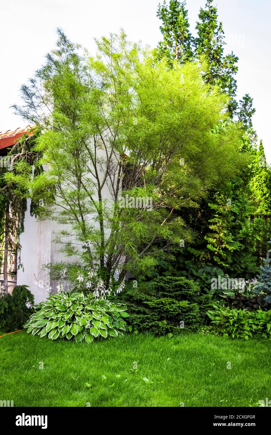 Landscaping of the backyard of a private house. Trimmed lawn ...