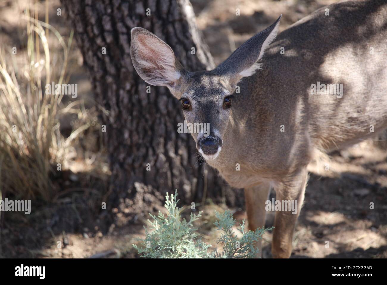 Doe Spots the Camera Stock Photo - Alamy