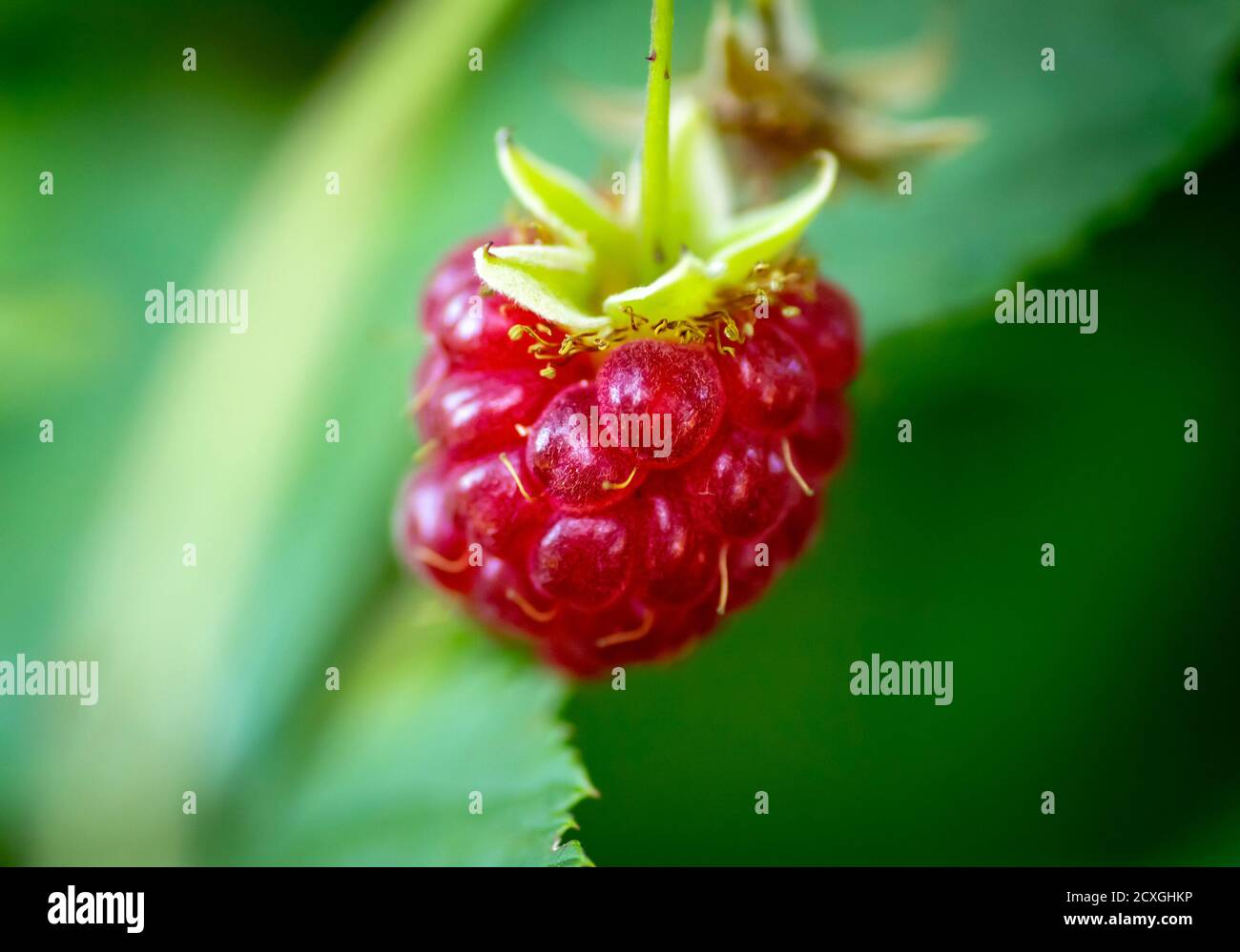 A single raspberry is hanging on a bush Stock Photo - Alamy