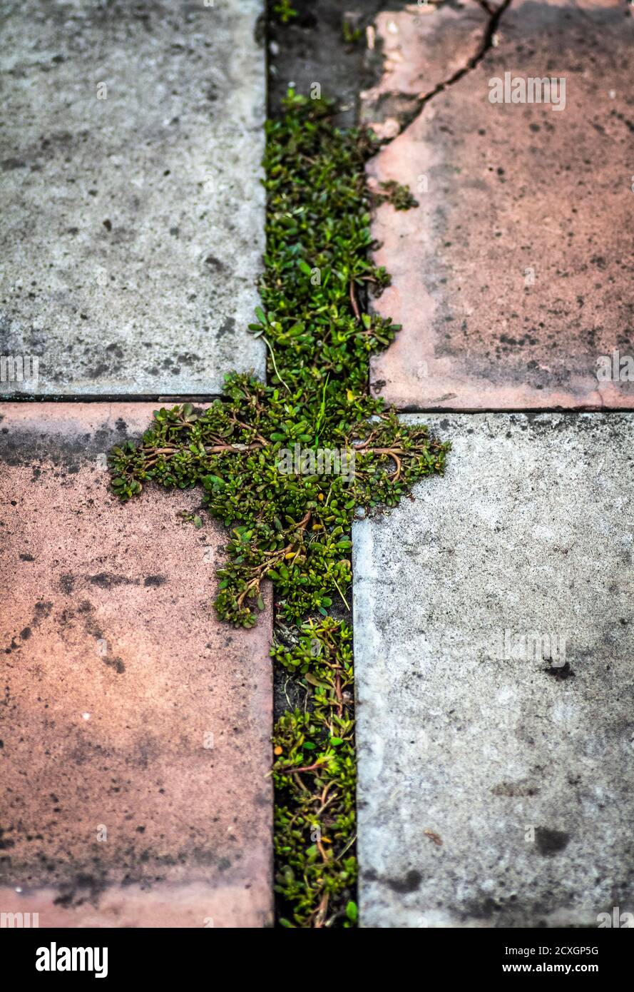 Cracked Stone Floor High Resolution Stock Photography and Images - Alamy