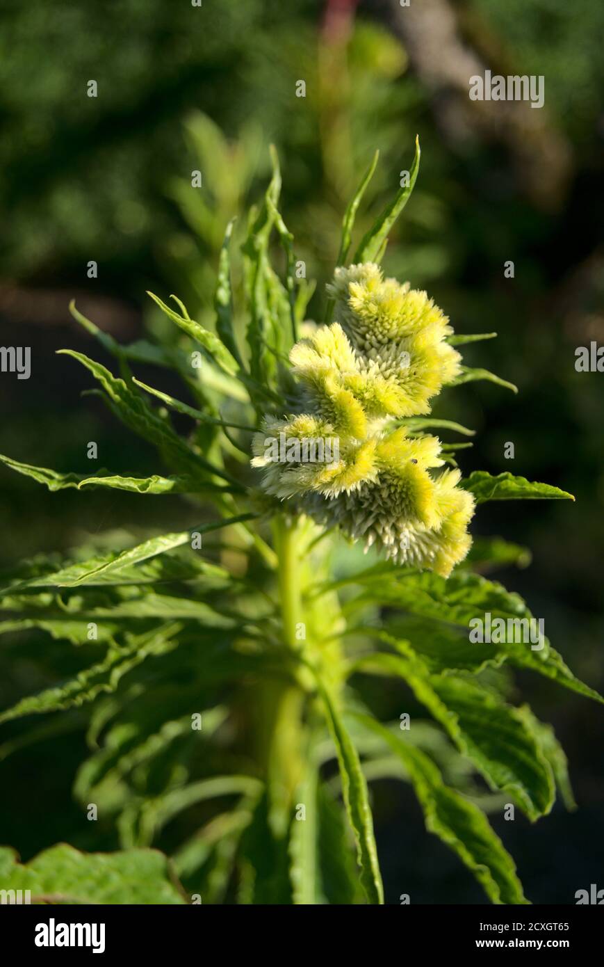 Yellow celosia argentea hi-res stock photography and images - Alamy