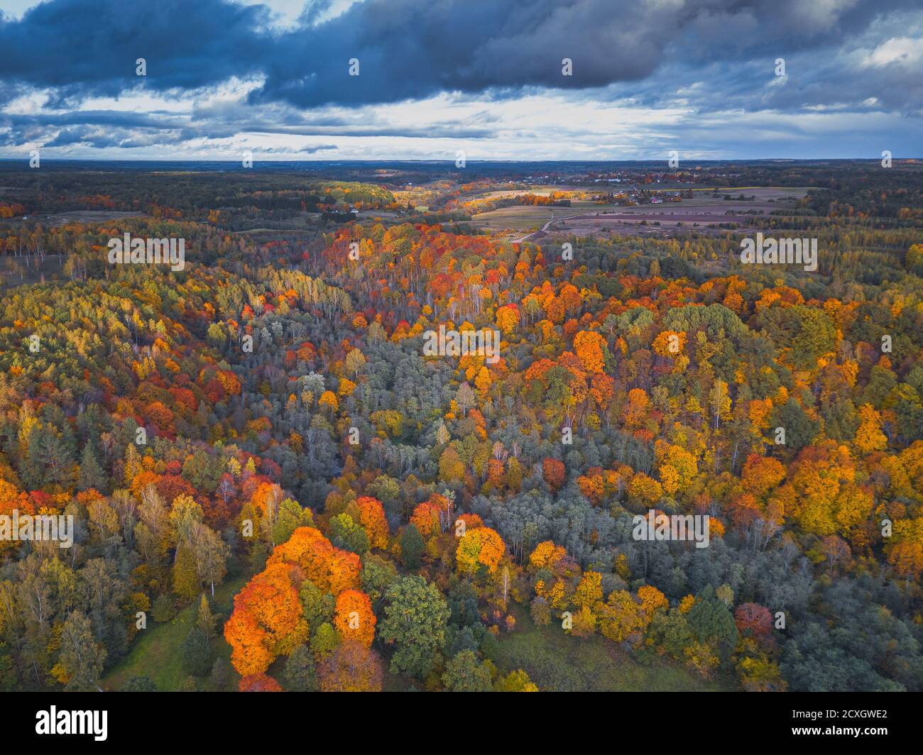 Drone view of colorful tree tops, Lithuania Stock Photo - Alamy