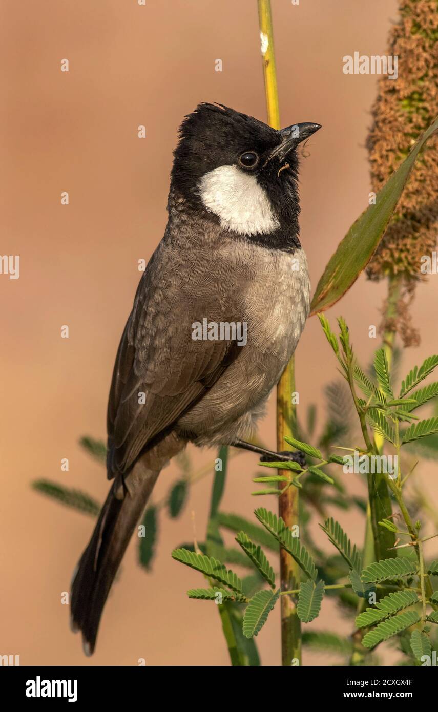 white eared bulbul Stock Photo - Alamy