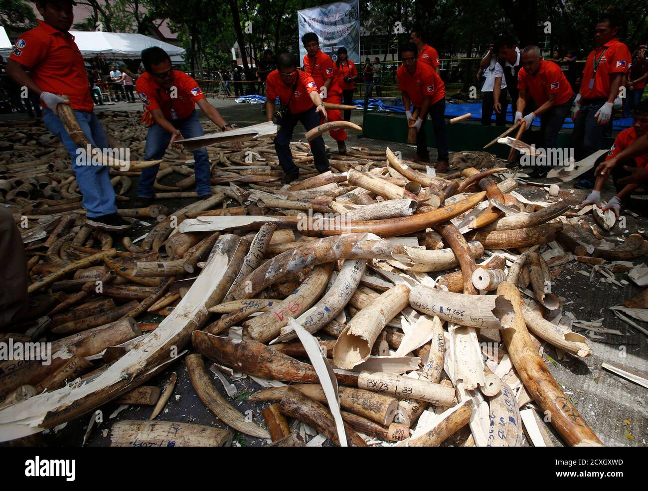 Ivory stockpiles hi-res stock photography and images - Alamy