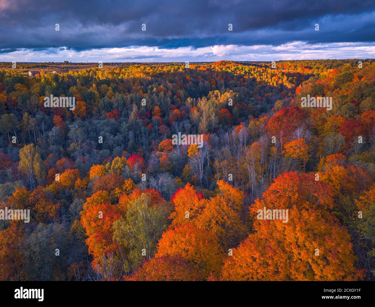 Drone view of colorful tree tops, Lithuania Stock Photo - Alamy