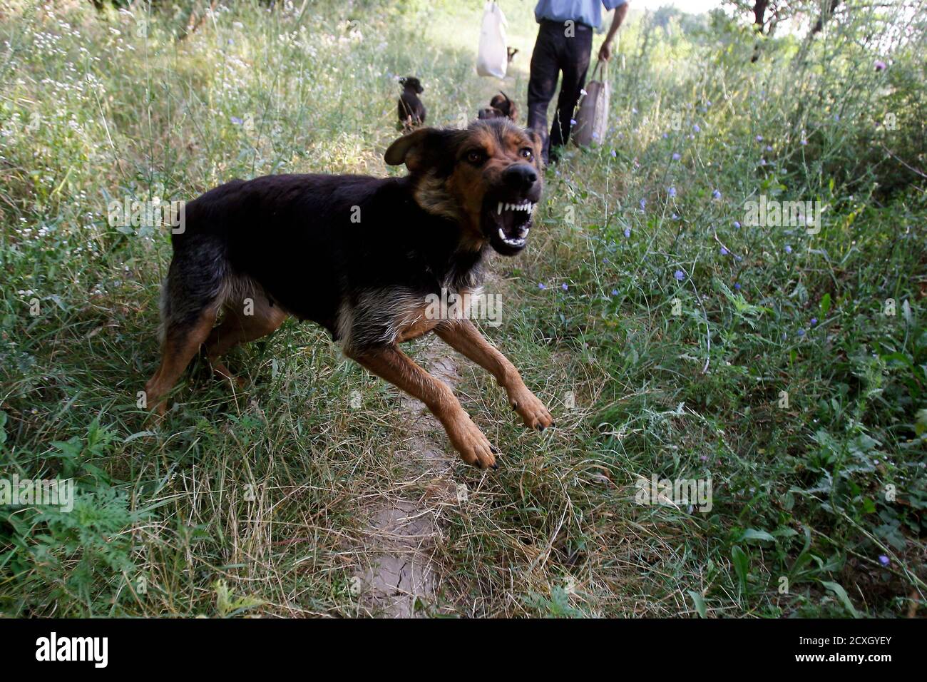 Straydogs High Resolution Stock Photography and Images - Alamy