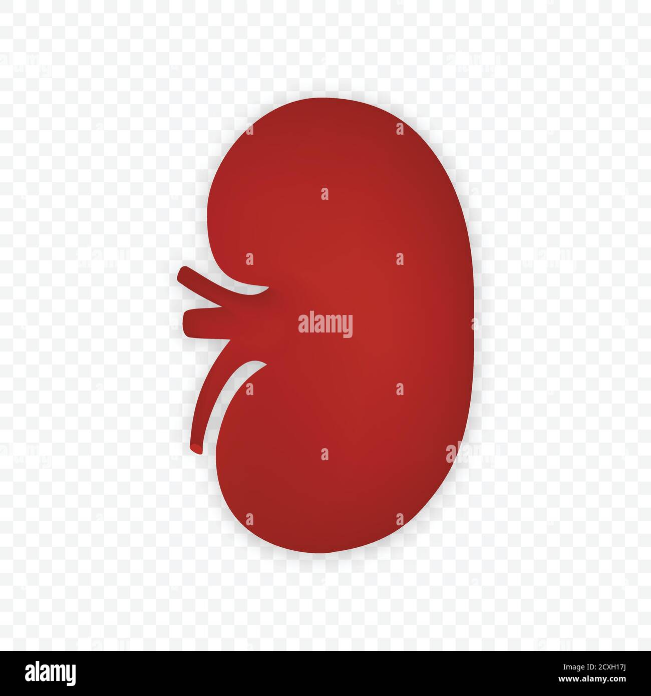 3d Kidney human renal vector icon isolated Template for your design ...