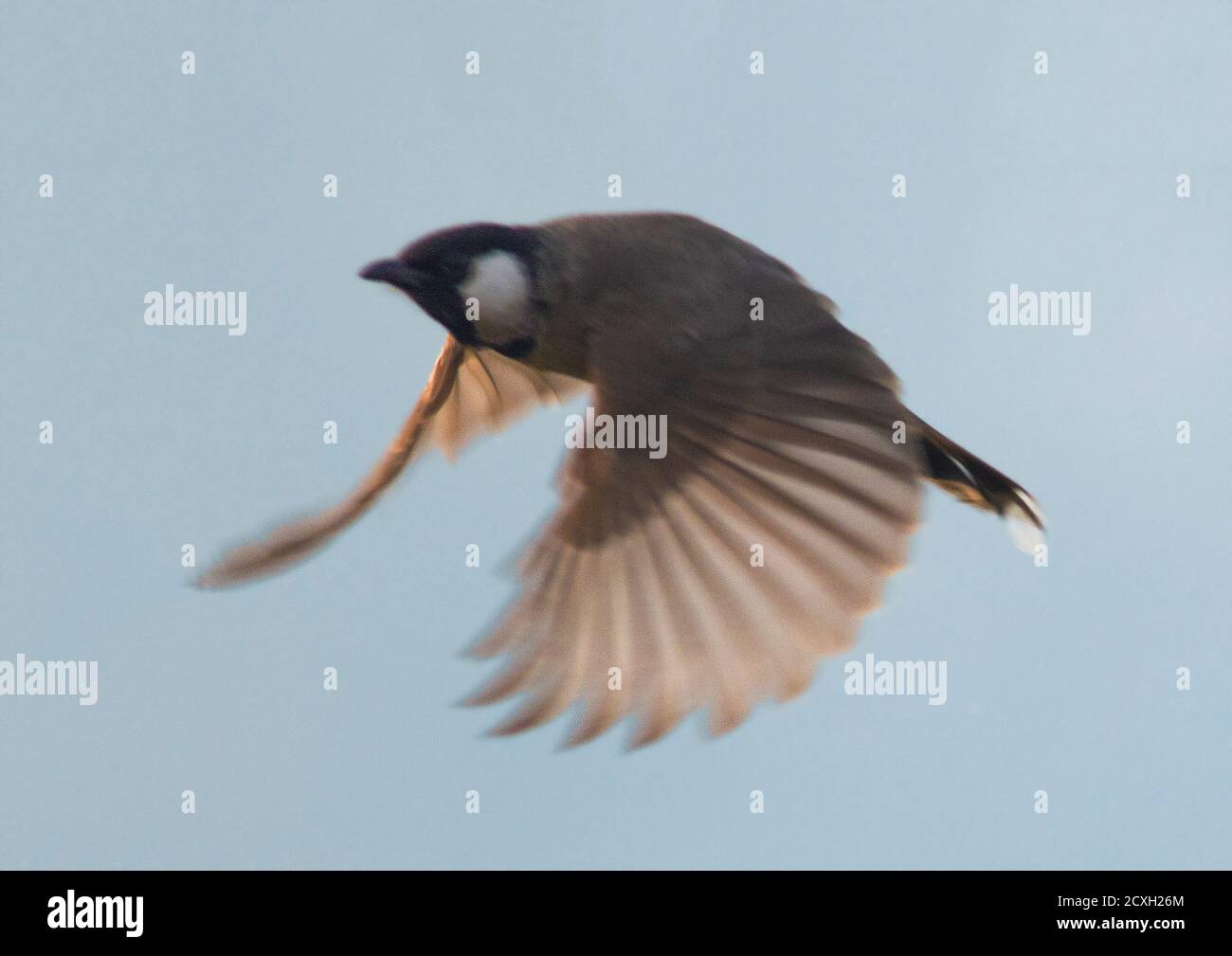 white eared bulbul Stock Photo - Alamy