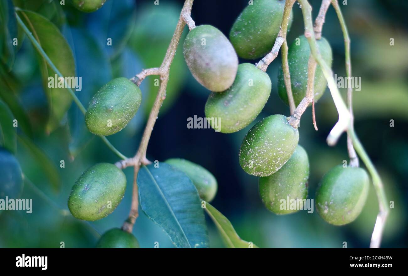 Juplon hi-res stock photography and images - Alamy