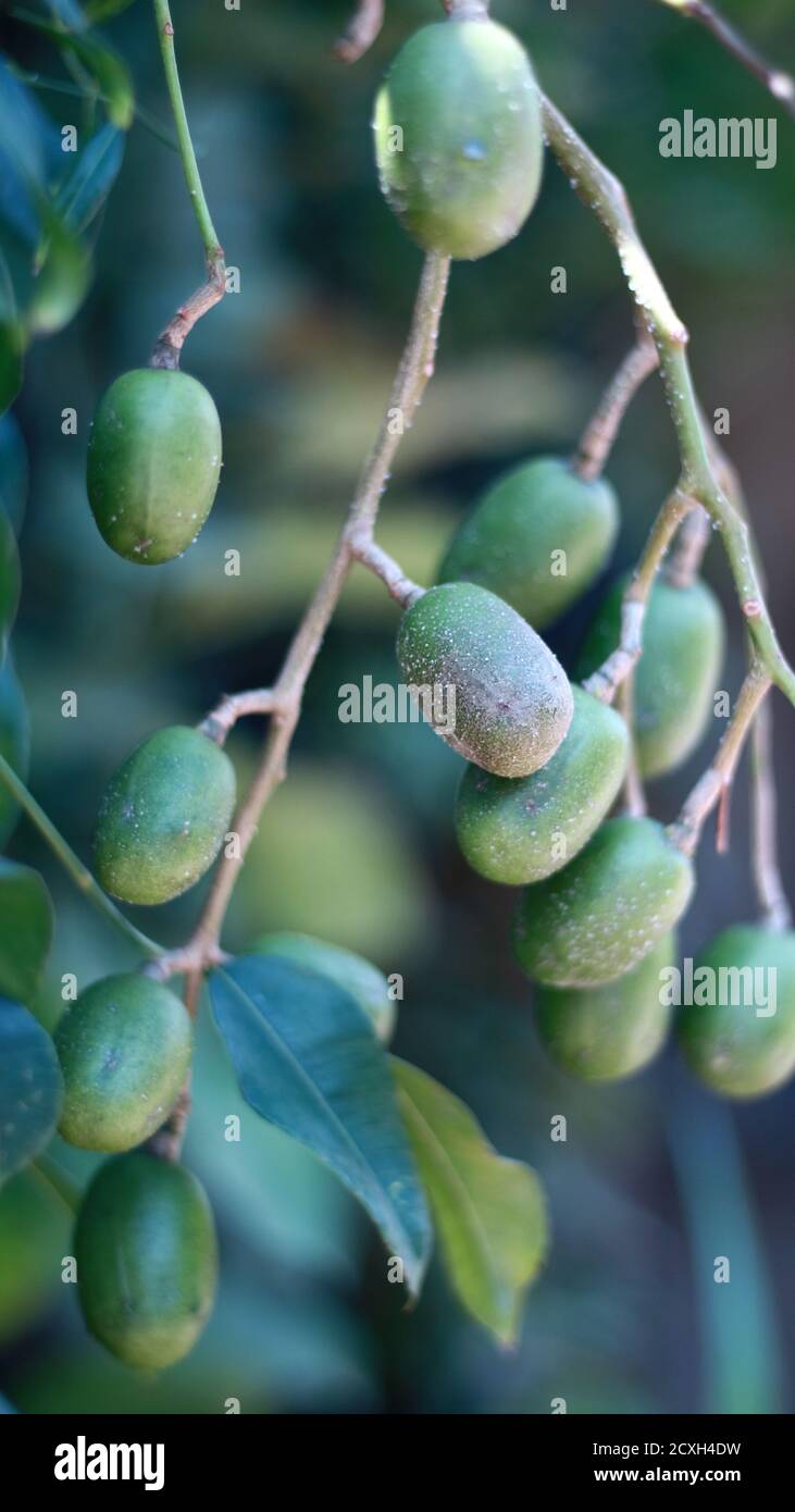 Spondias dulcis hi-res stock photography and images - Alamy