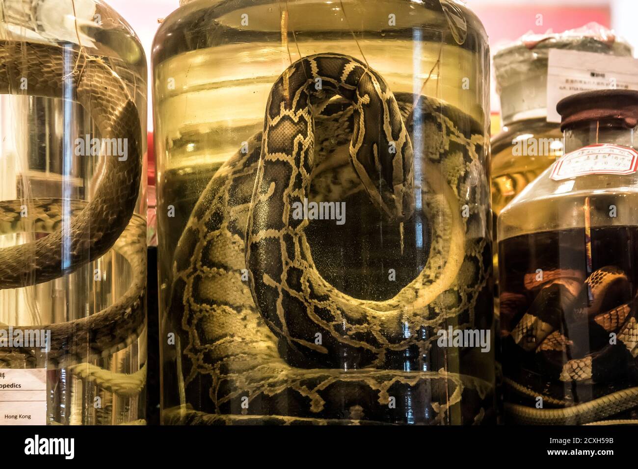 Preserved snakes in bottles used for Chinese medicine, Hong Kong, China ...