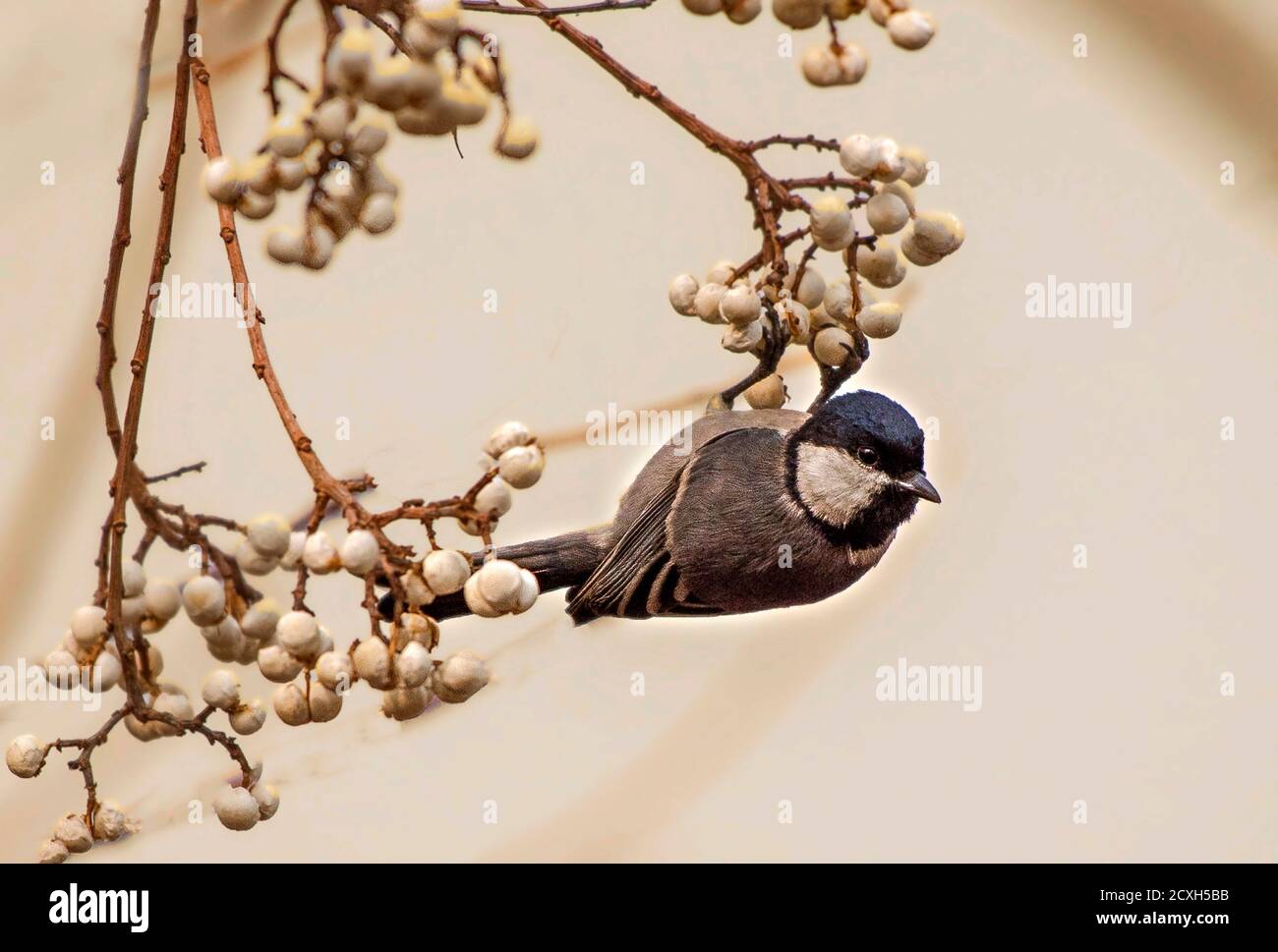 white eared bulbul Stock Photo - Alamy