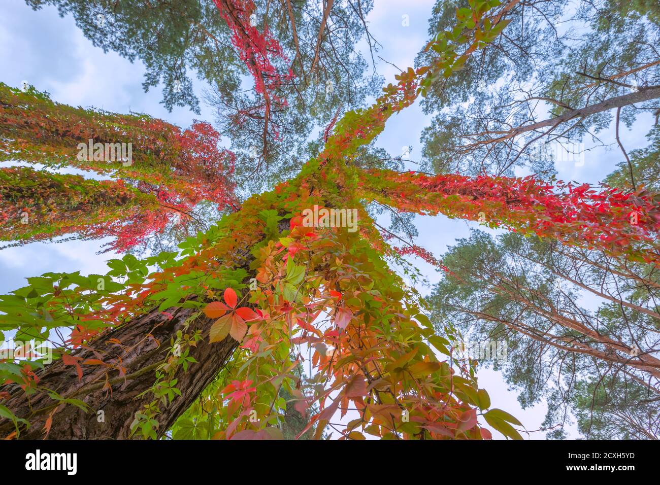 Autumn background design with colorful red and yellow leaves of the ...