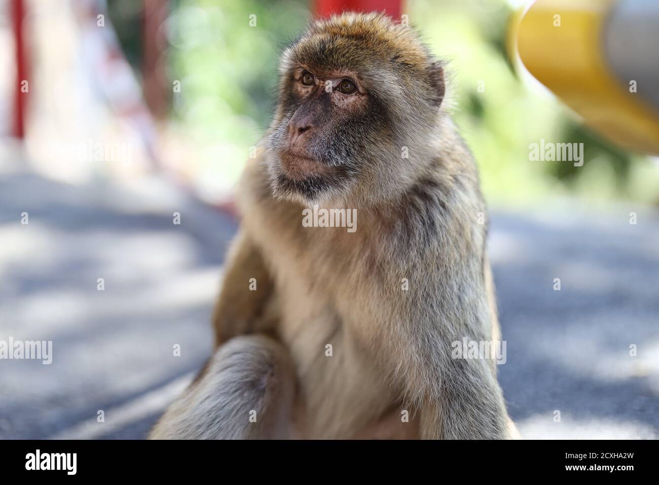 Monkeys at the rock of Gibraltar UK Stock Photo - Alamy