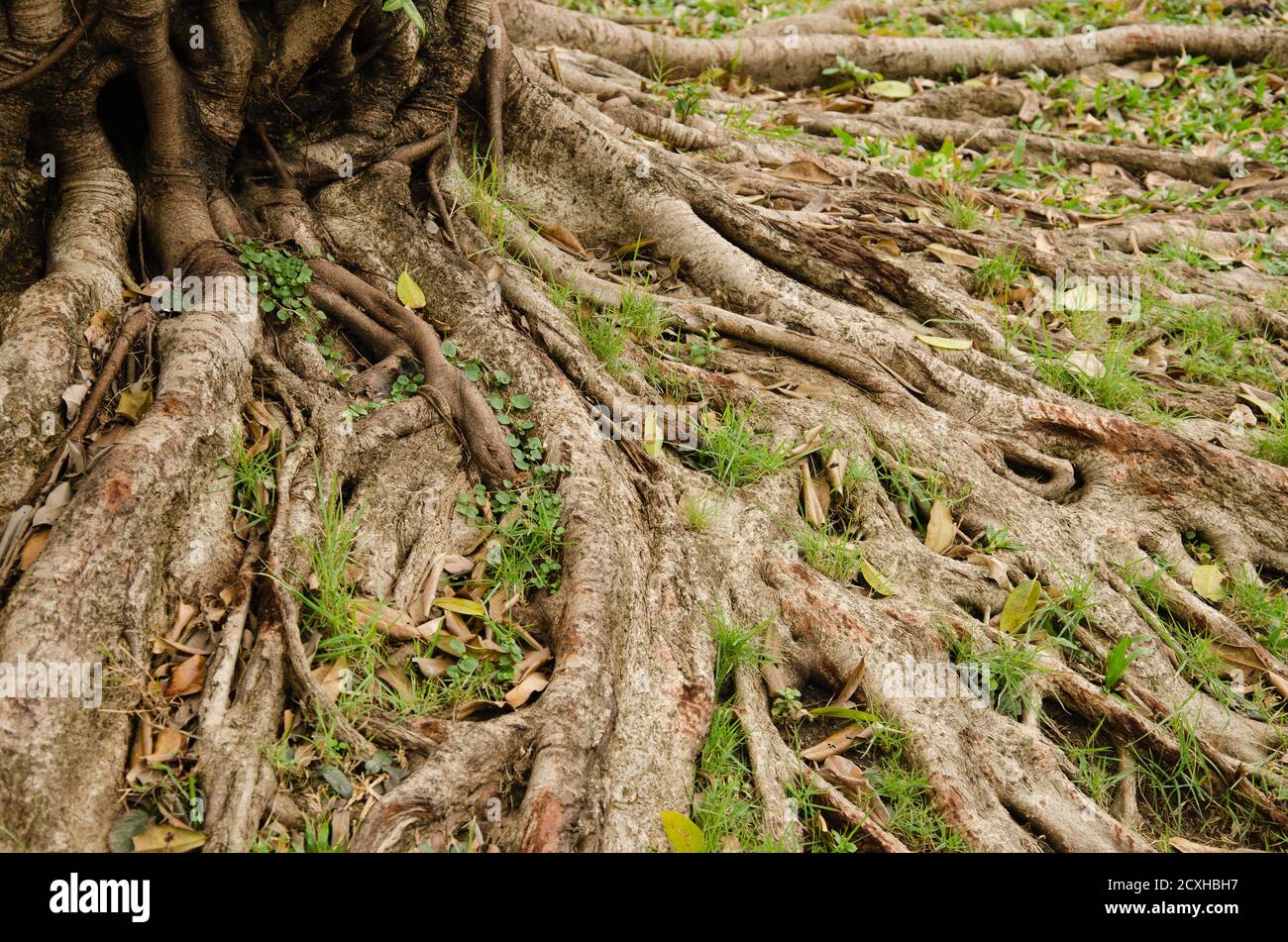 Texture of Tree Roots Stock Photo - Alamy