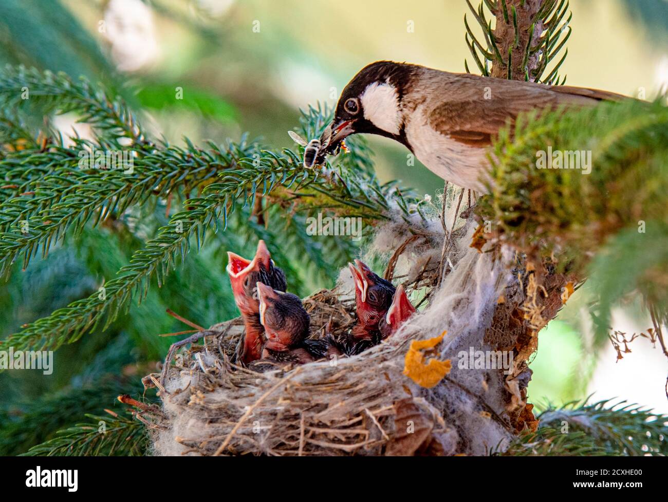 white eared bulbul feeding chicks in nest Stock Photo - Alamy