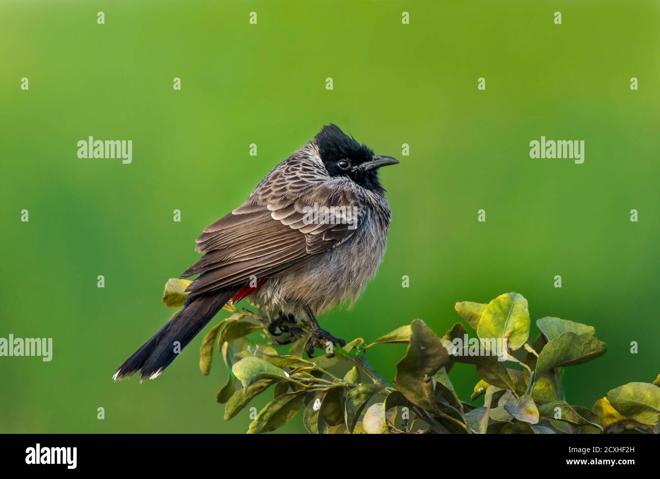 red vented bulbul Stock Photo - Alamy