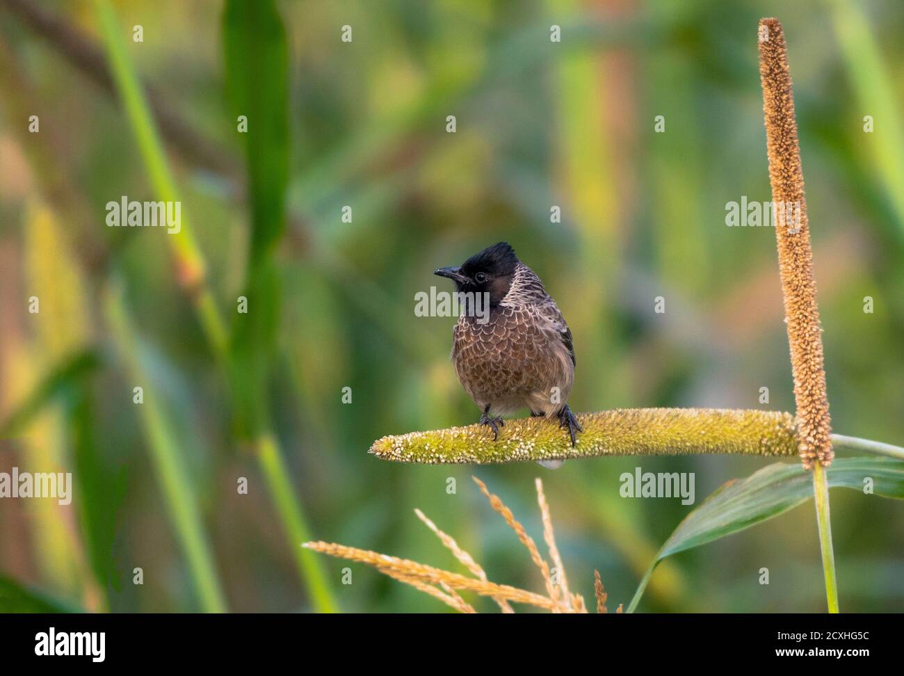red vented bulbul Stock Photo - Alamy